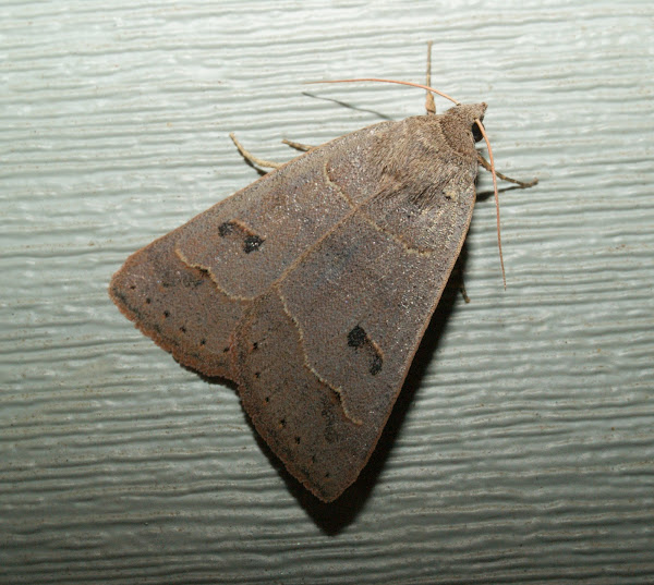 Common Oak Moth | Project Noah