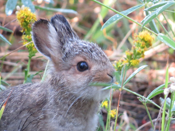 Mountain Cottontail or Nuttall's Cottontail | Project Noah