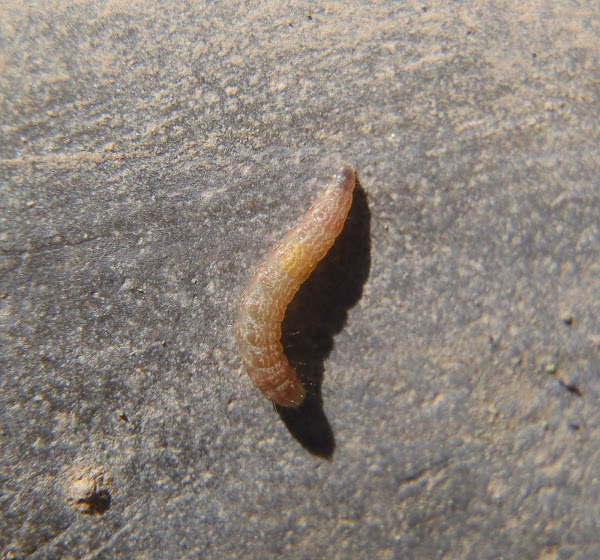Larva de polilla, moth | Project Noah