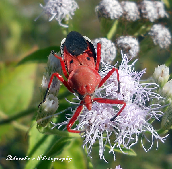 Indian Red Assassin Bug | Project Noah