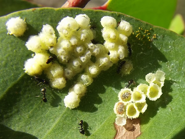 Scale insect (lerp#12) | Project Noah