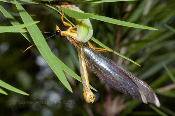 Blue Eyes Lacewing | Project Noah