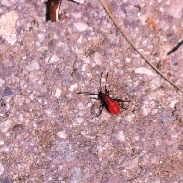Eastern boxelder bug (nymphs) | Project Noah