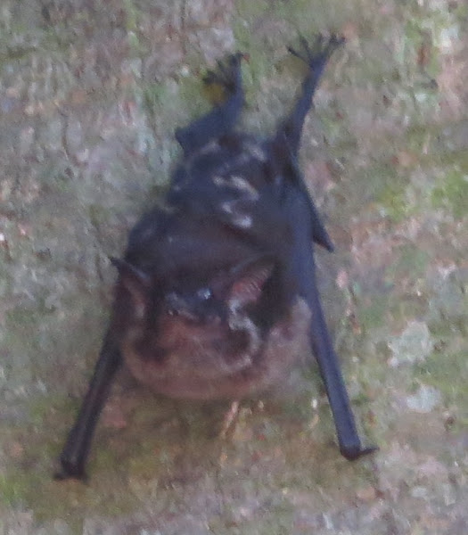 Sac-winged Bat | Project Noah