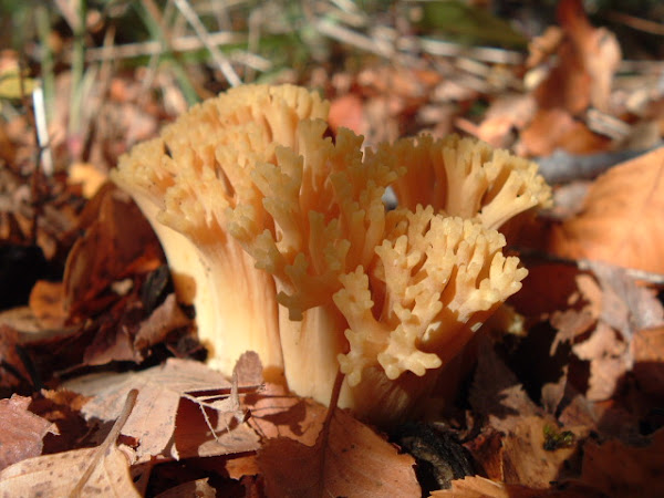 Hongo Coral / Coral Fungus | Project Noah