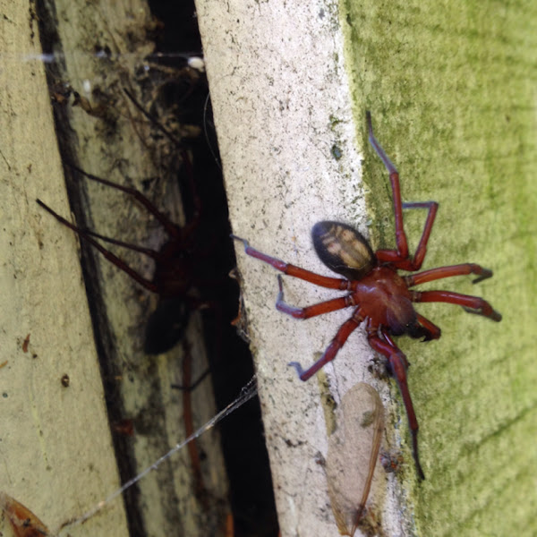 Callobius Severus (unknown common name) | Project Noah