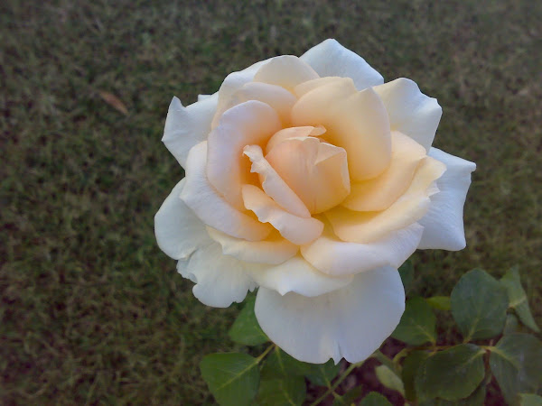 Pascali Rose ( गुलाब ) | Project Noah