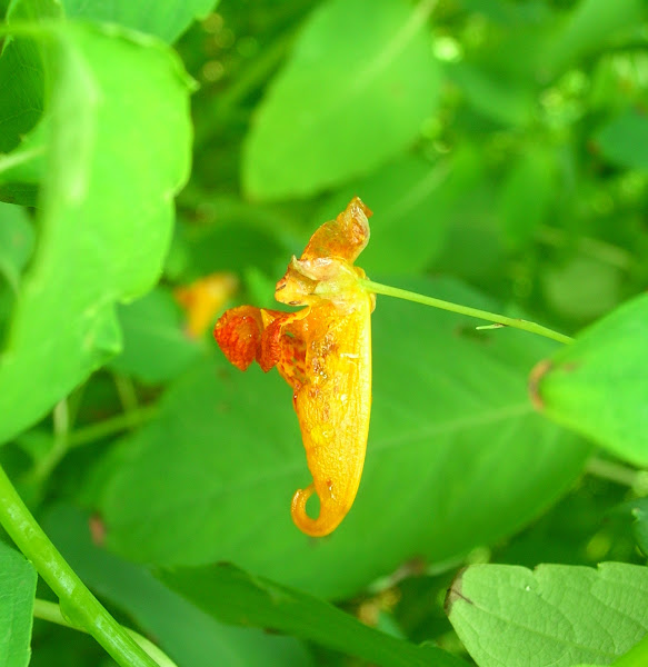Jewel Weed | Project Noah