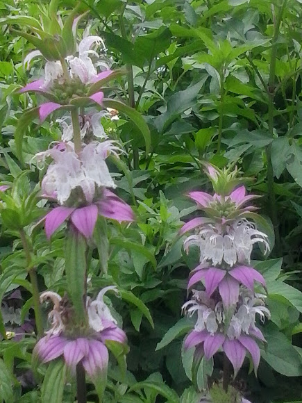 Dotted horse mint | Project Noah