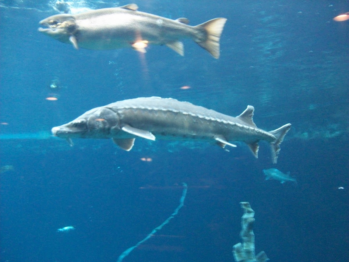 Atlantic Sturgeon | Project Noah