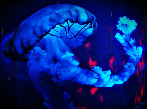 Pacific Sea Nettle | Project Noah