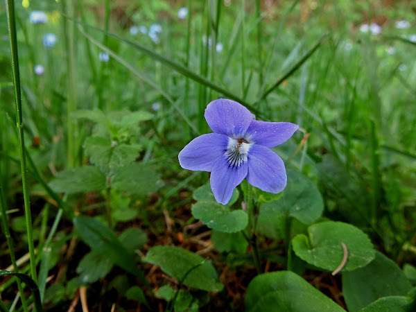 Wood violet/Dišeča vijolica | Project Noah