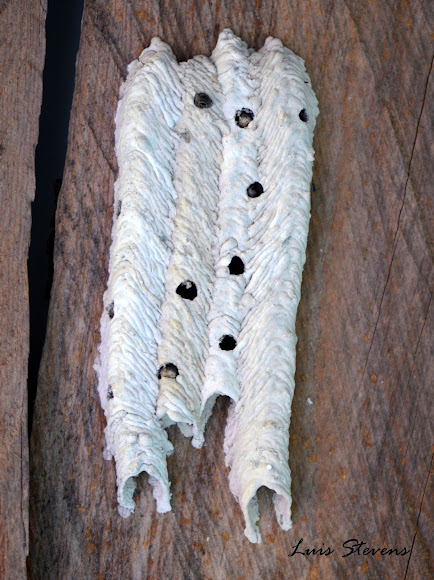 Organ pipe mud dauber | Project Noah