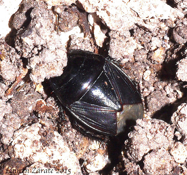 Burrowing Bug | Project Noah