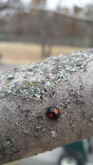 Twice stabbed ladybug | Project Noah