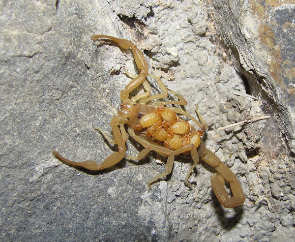 Arizona Bark Scorpion | Project Noah