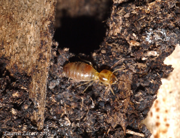 Nasute Termites | Project Noah