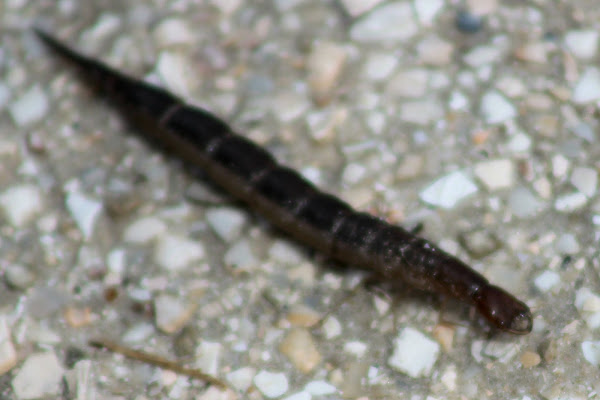 Cybister (larva) | Project Noah