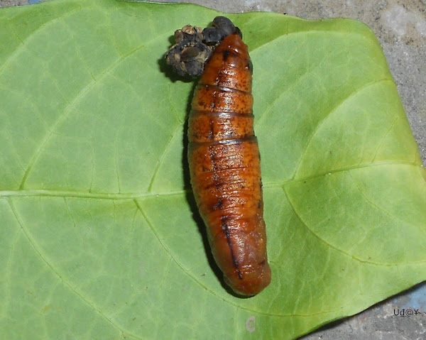 Hawk moth pupa | Project Noah