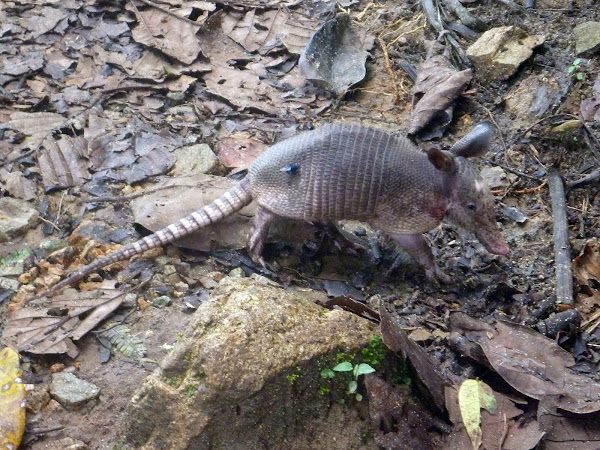 Nine-banded armadillo baby | Project Noah