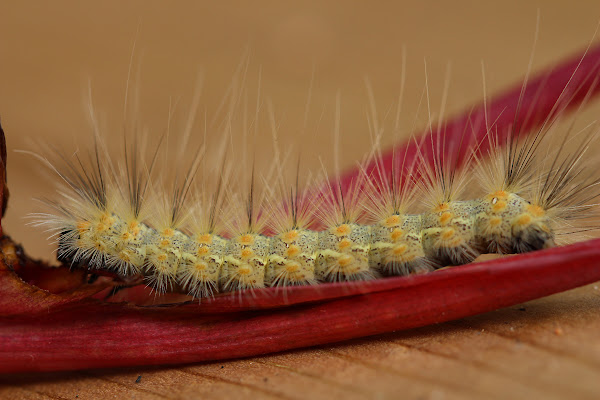 Fall Webworm | Project Noah