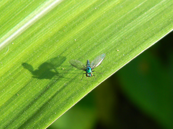 long-legged fly | Project Noah