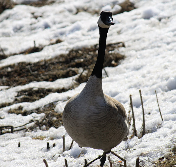 Canada Goose | Project Noah