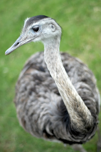 Greater Rhea | Project Noah