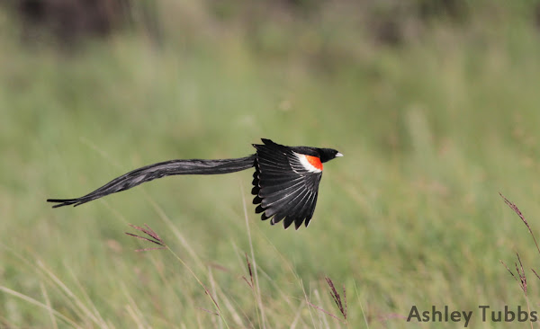 Long-tailed Widowbird | Project Noah