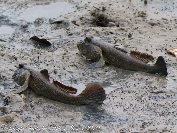 Giant Mudskipper | Project Noah