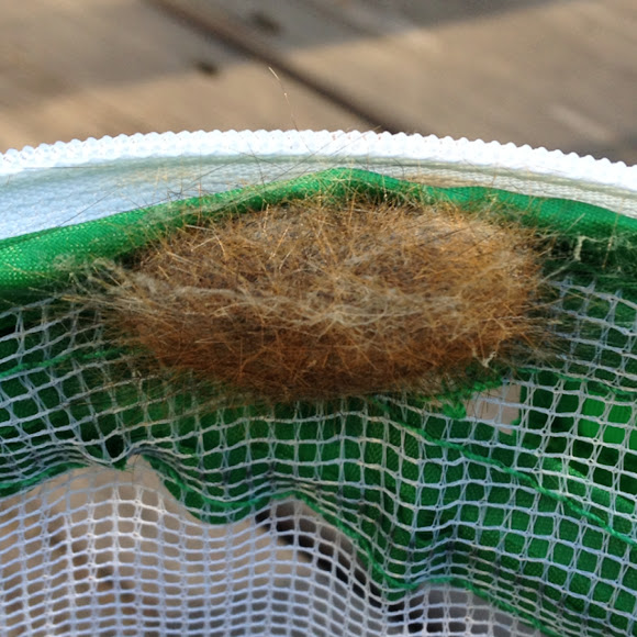 Virginia Tiger Moth (cocoon) | Project Noah