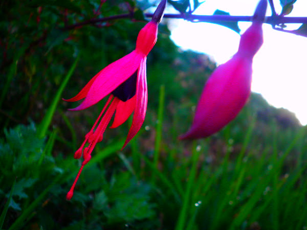 fuchsia | Project Noah