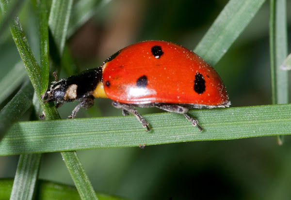 nine-spotted lady bug | Project Noah