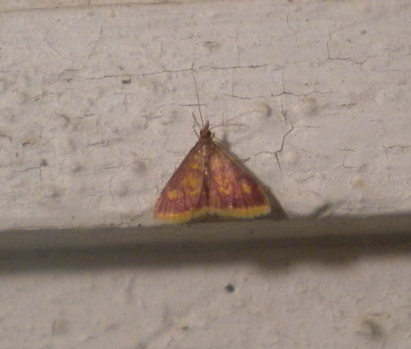 Mint-Loving Pyrausta | Project Noah