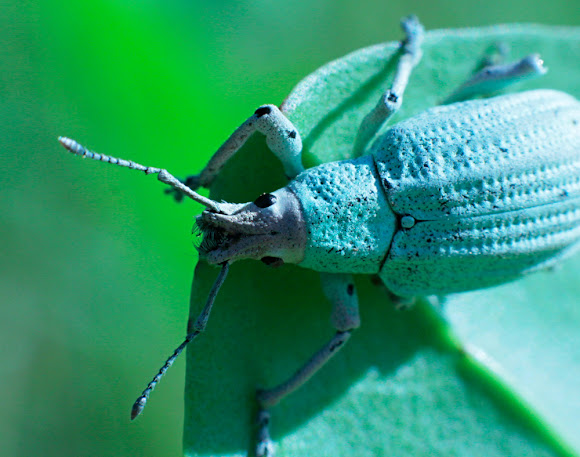 golden-headed weevil | Project Noah