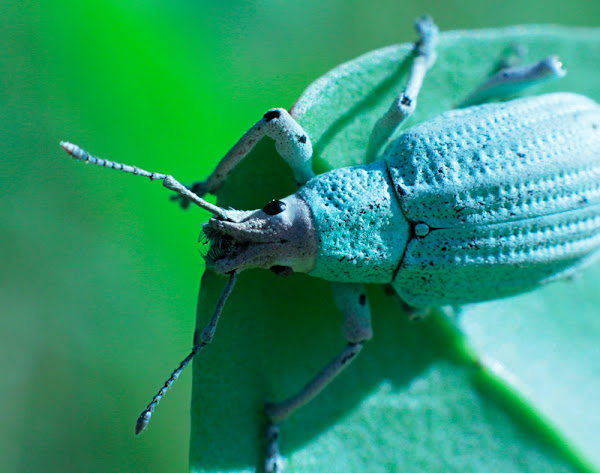 golden-headed weevil | Project Noah