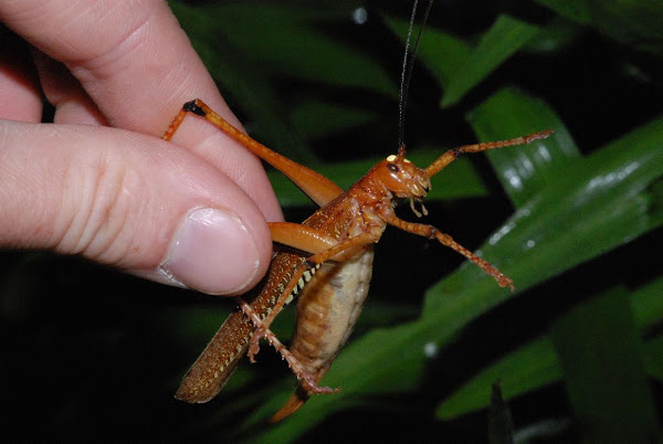 Katydid (female) | Project Noah