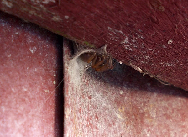 Banded Tunnel Web Spiders | Project Noah