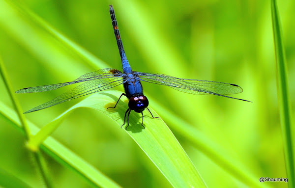 Dragonfly | Project Noah