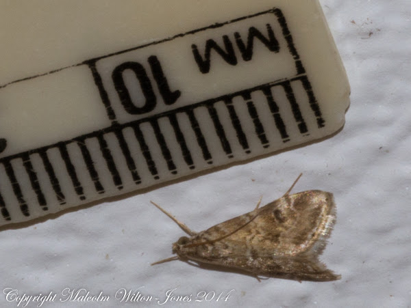 Cabbage Webworm | Project Noah