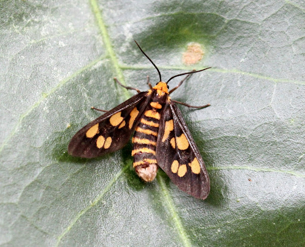 Orange-headed Wasp Moth | Project Noah