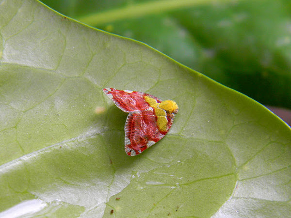 Ricaniid planthopper | Project Noah