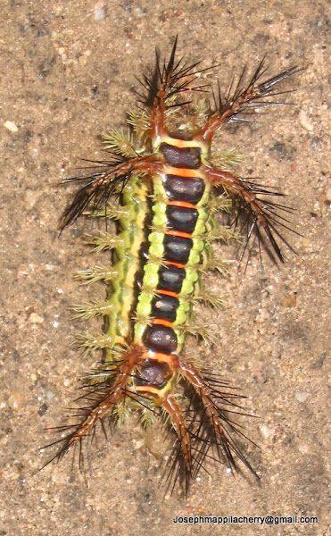 Slug Moth | Project Noah