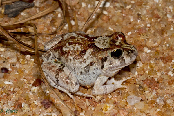 Ornate Burrowing Frog | Project Noah