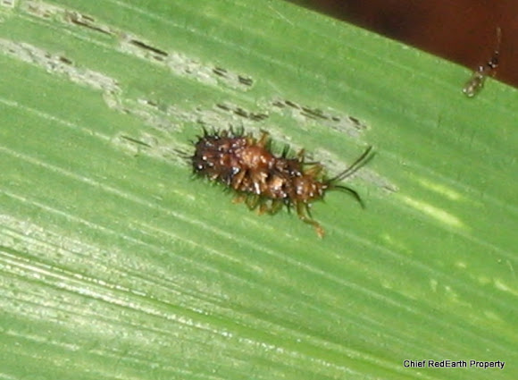 Spiny beetle / Rice hispa / Mule vandu | Project Noah