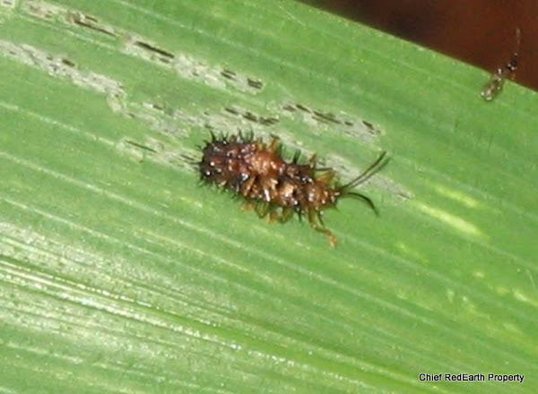 Spiny beetle / Rice hispa / Mule vandu | Project Noah