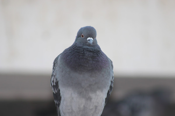 Pigeon; paloma doméstica; paloma de Castilla | Project Noah