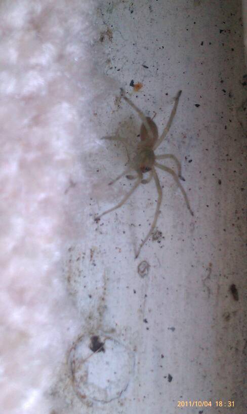 Grass spider | Project Noah