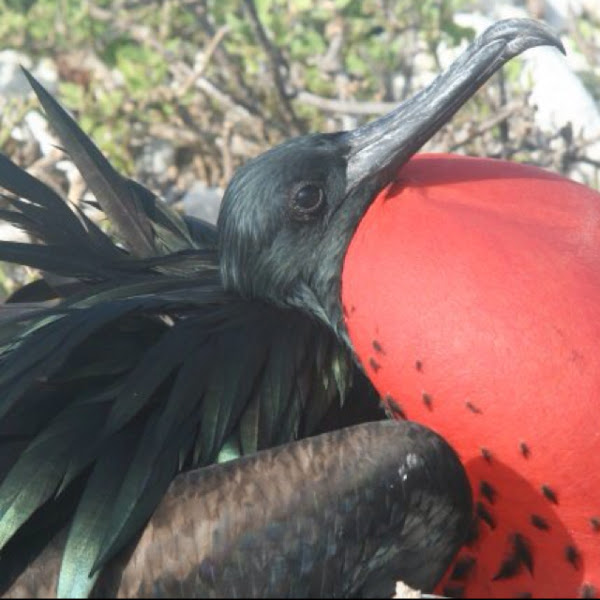 Great friget bird | Project Noah