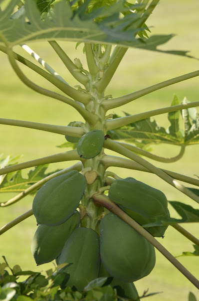 Papaya | Project Noah